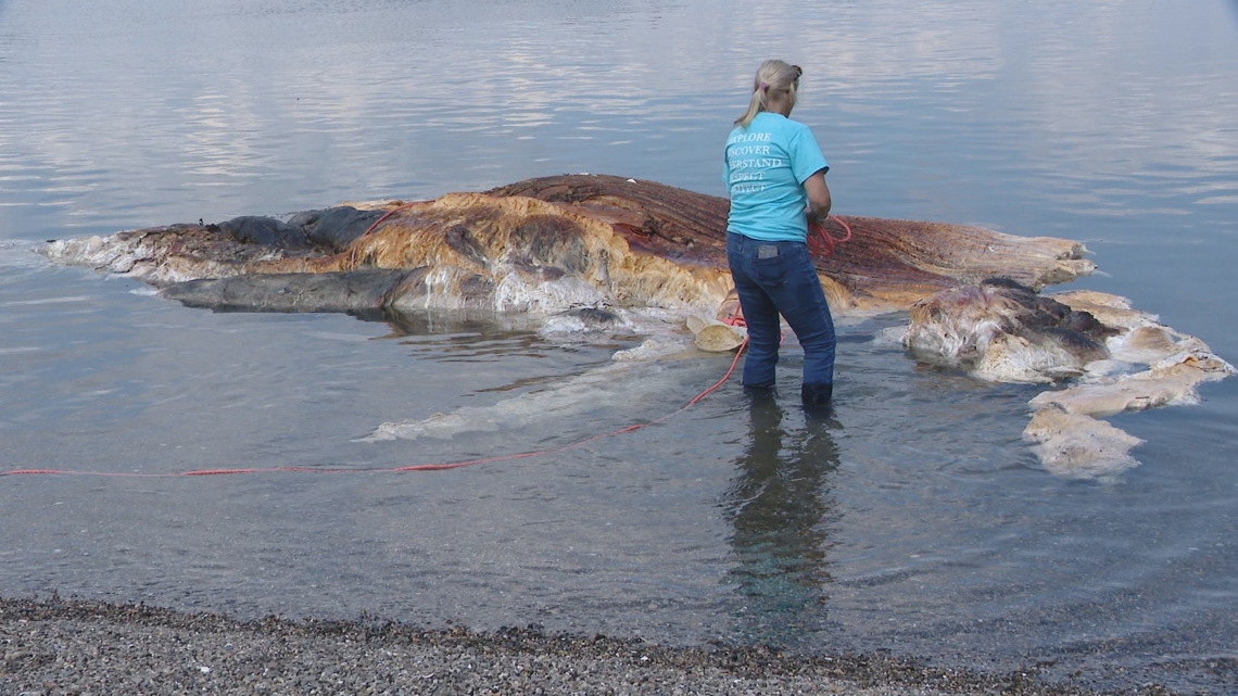 Why dead whales aren't brought back out to sea in Maine | abc10.com