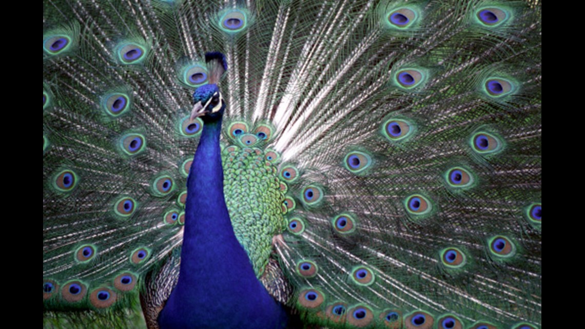 Peacock trashes liquor store, causes $500 in damage | abc10.com