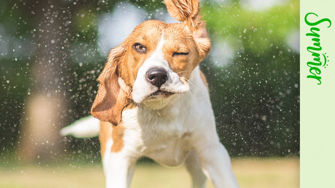 Ways to keep your dog cool this summer | abc10.com