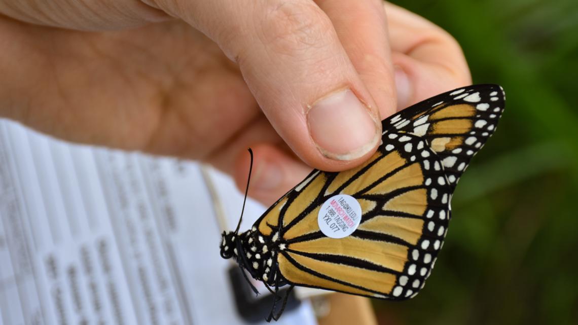 Volunteers tagging monarch butterflies in Great Smoky Mountains | abc10.com