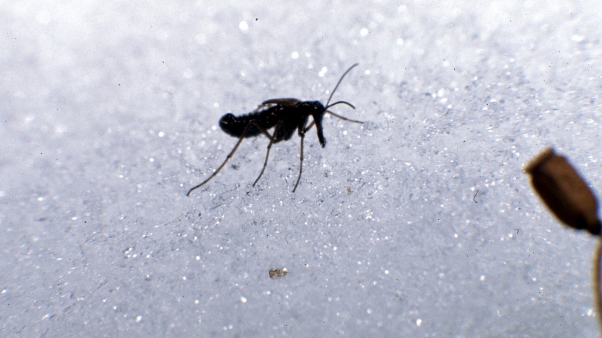 What are snow fleas? Why tiny black bugs show up on snowy days | abc10.com