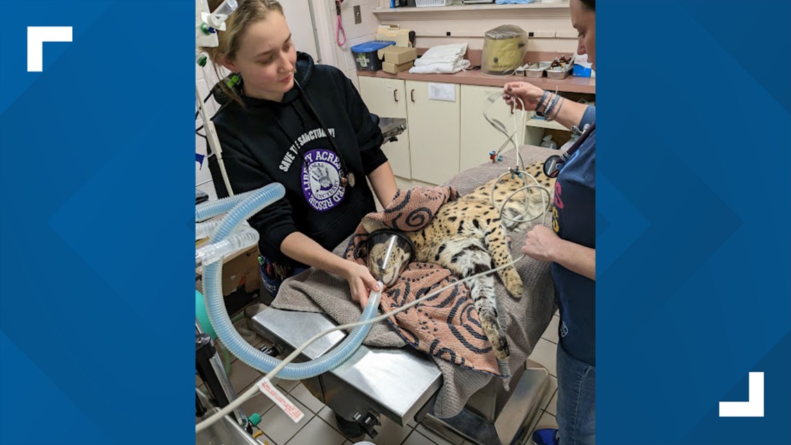 'Cocaine cat' now lives at Cincinnati Zoo after escaping owner | abc10.com