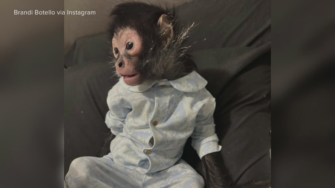 U.S. Fish & Wildlife attempting to seize monkey from Dallas influencer ...