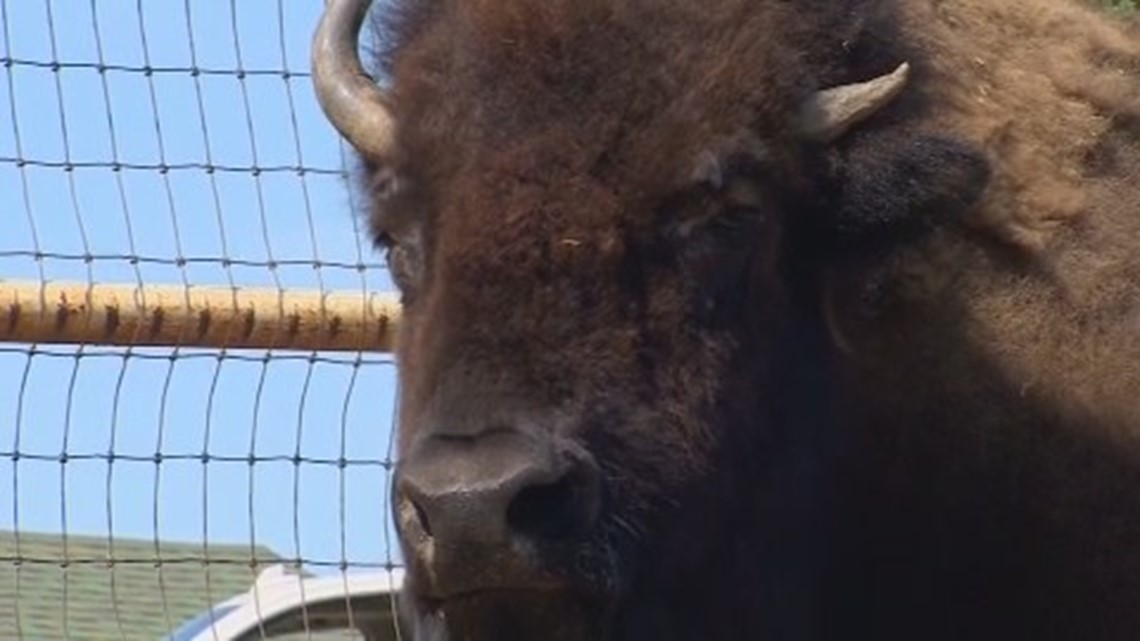 Domesticated 'Bullet' the bison gets a new home | abc10.com