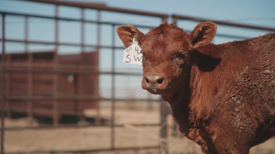 Texas Wildfires: Cattle ranchers face struggles in the Panhandle ...