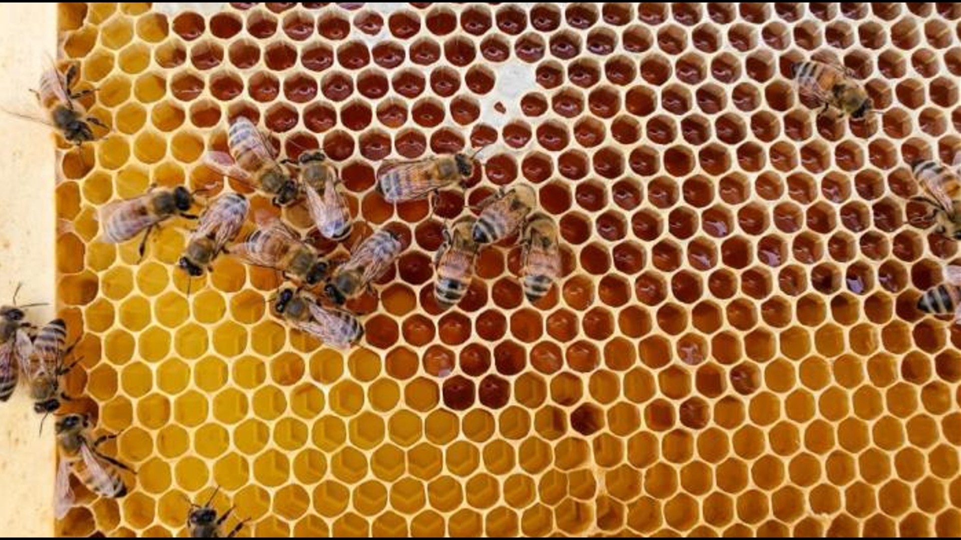 North Texas brewery using airport's beehive to flavor beer | abc10.com