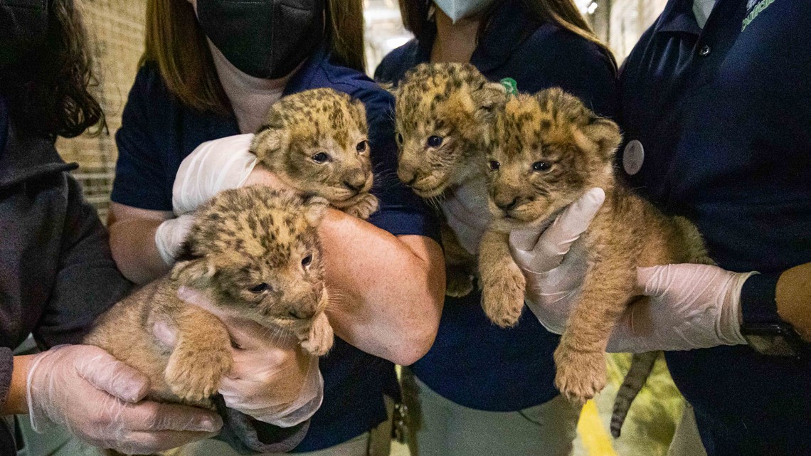 The Buffalo Zoo welcomes 4 lion cubs | abc10.com