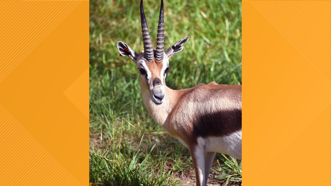 Akron Zoo announces death of Speke's gazelle 'Gondar' | abc10.com