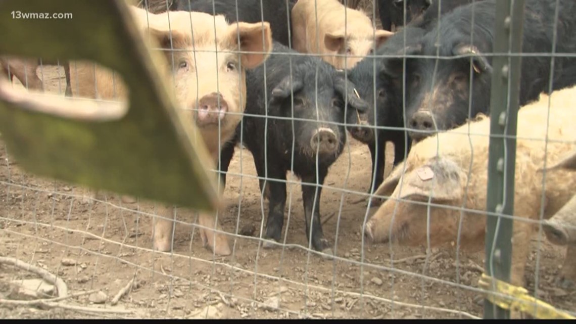 Georgia Boucherie Festival next weekend | abc10.com