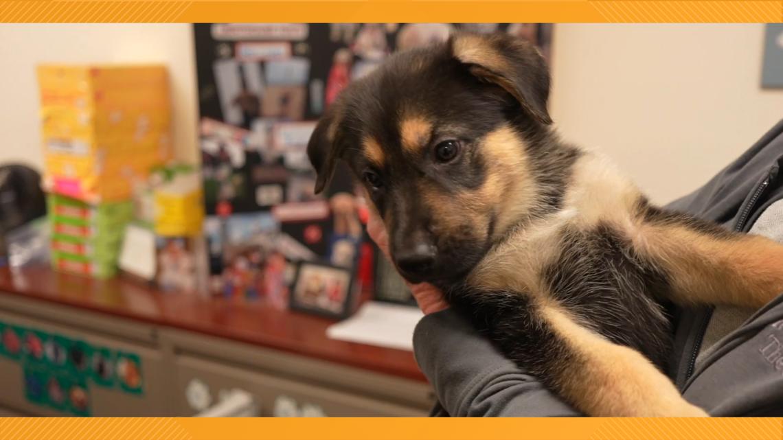 A helping paw: How guide dogs make a difference | abc10.com