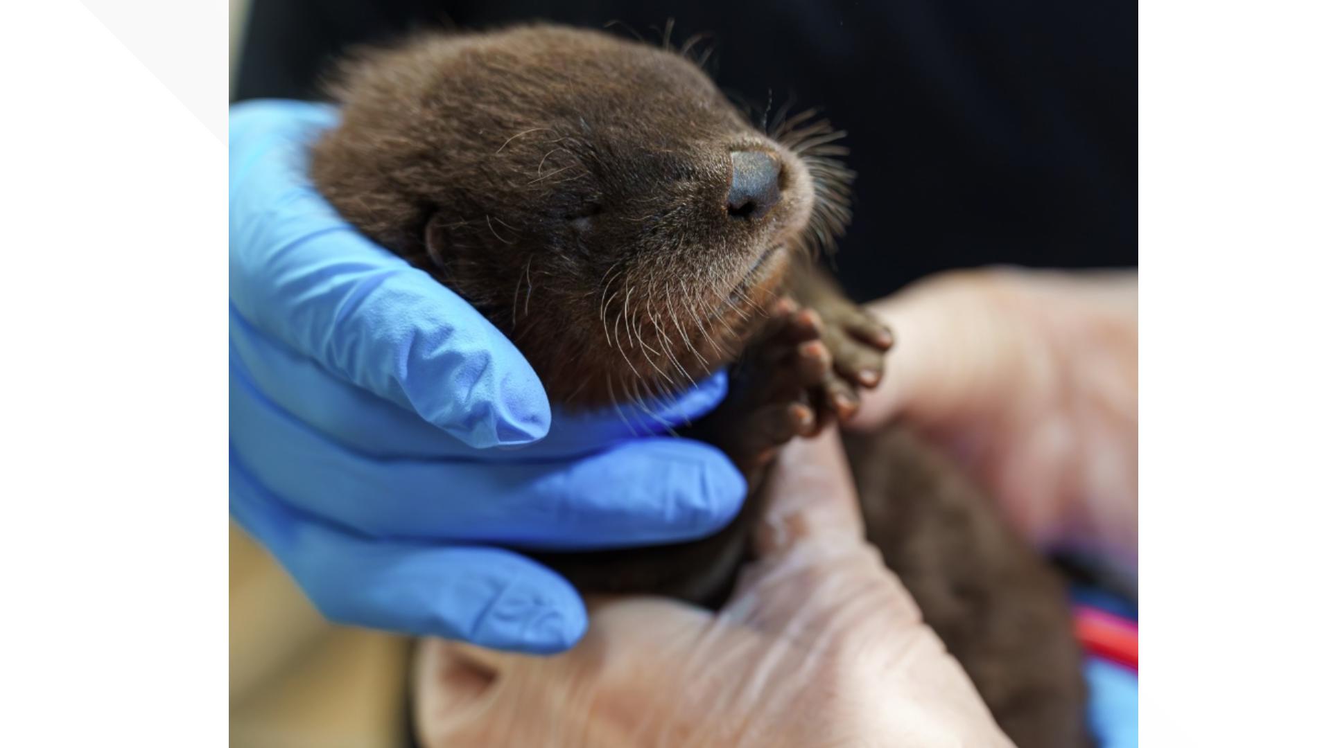Baby river otters born at Ohio zoo | abc10.com