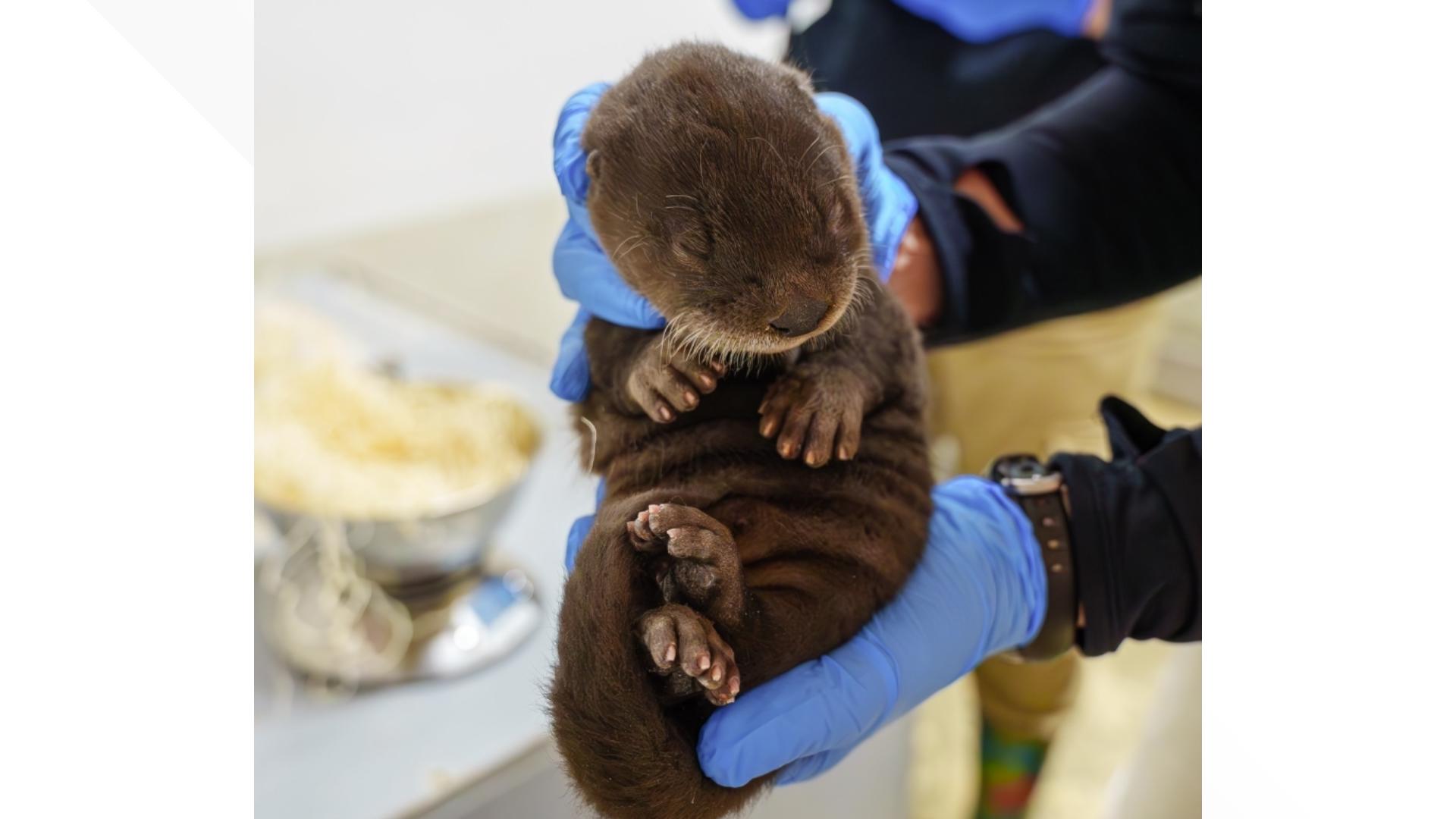 Baby river otters born at Ohio zoo | abc10.com