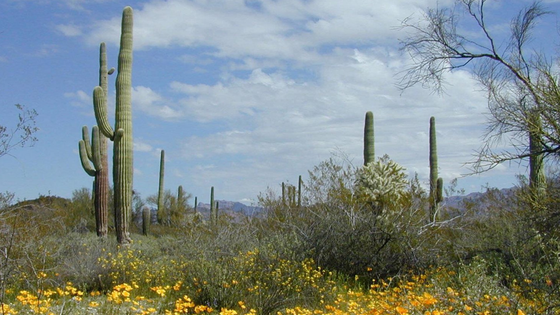 Crews blasting Organ Pipe Cactus Monument to build border wall | abc10.com