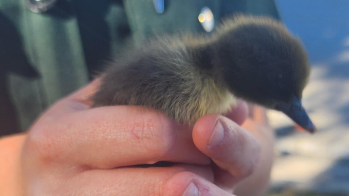 First responders rescue ducks in Hernando County | abc10.com