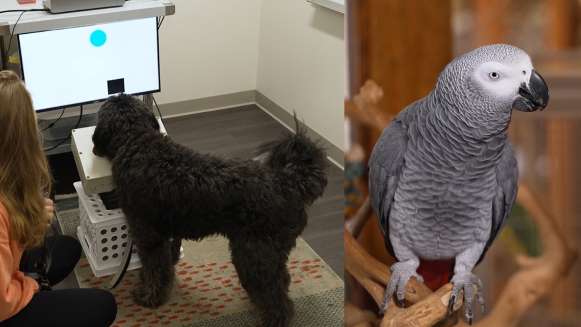 Video-gaming dog, talking parrot at center of animal cognition study ...