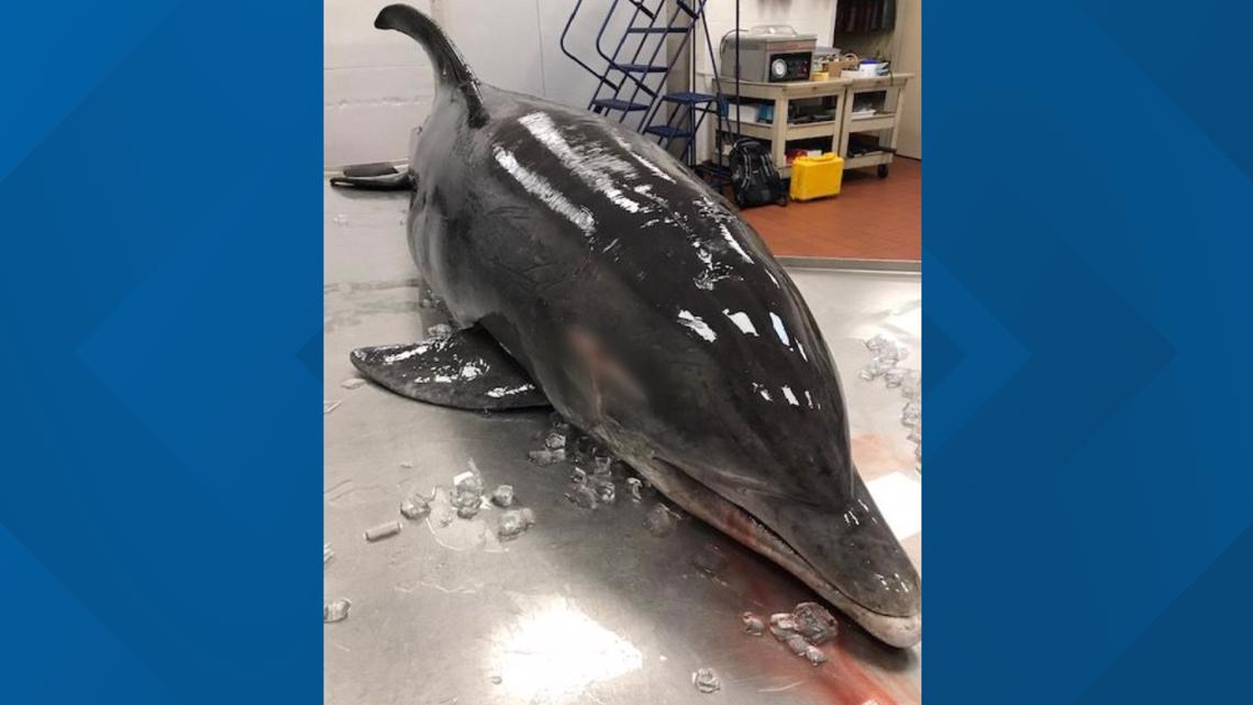 $5,000 reward offered to help arrest Florida dolphin killer | abc10.com