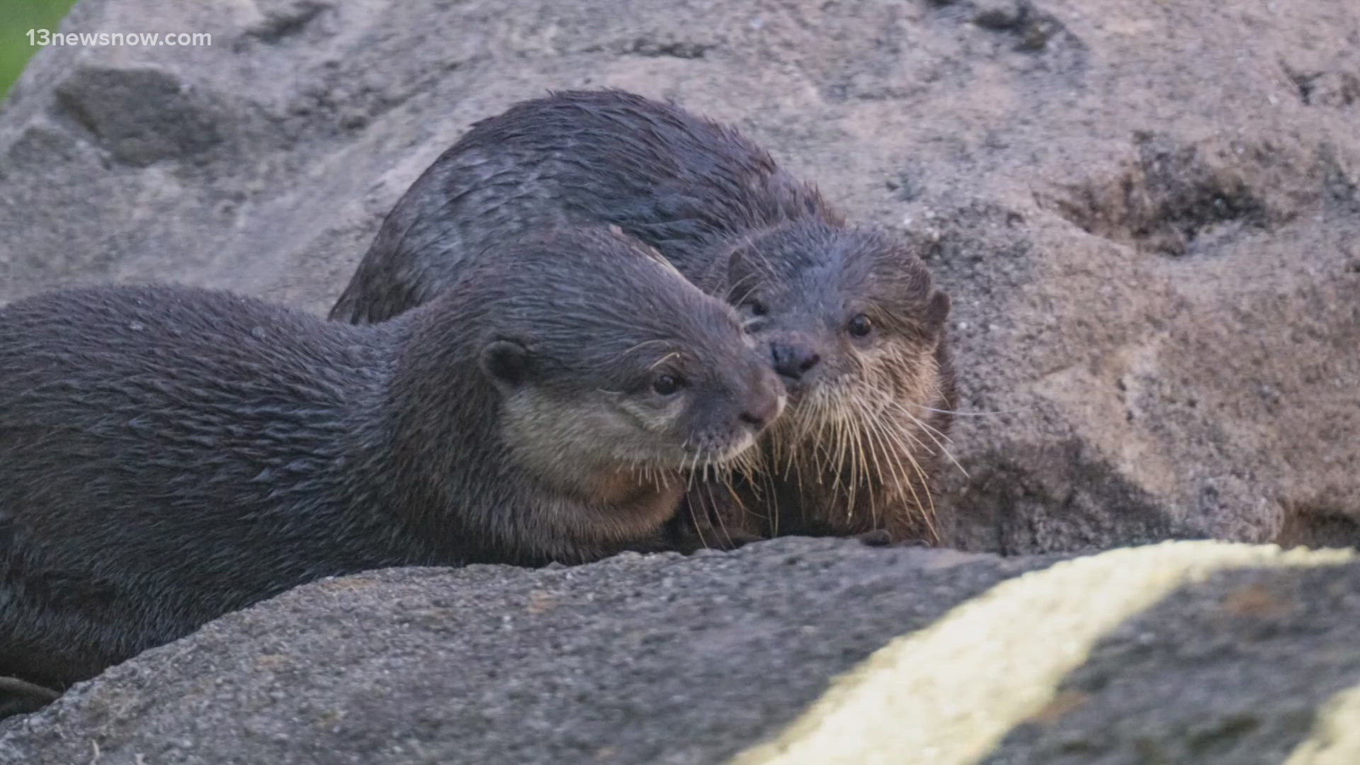 Otterly adorable: Virginia Zoo welcomes 2 new otters | abc10.com