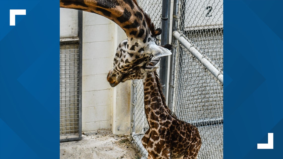 Virginia Zoo welcomes baby giraffe! | abc10.com