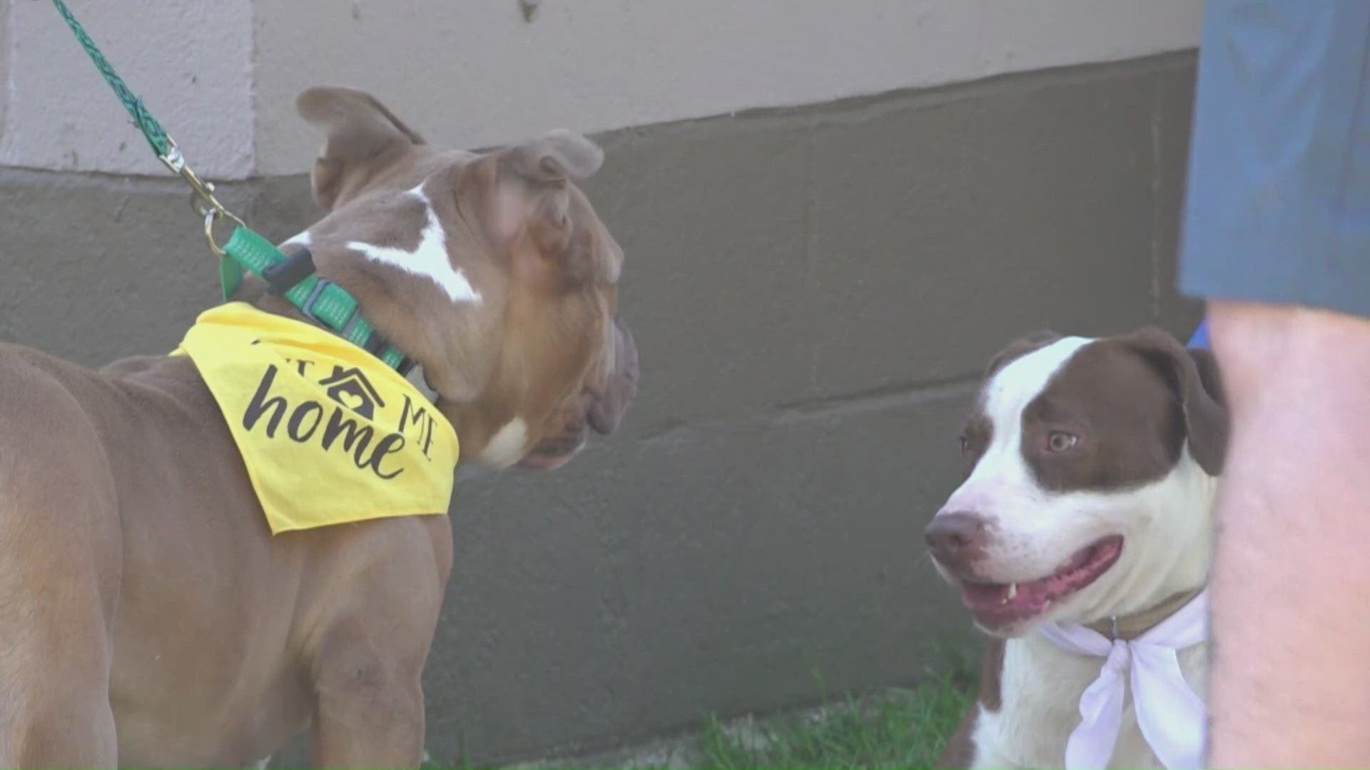 Notorious DOG animal rescue in Alabama opens new facility amid stray ...