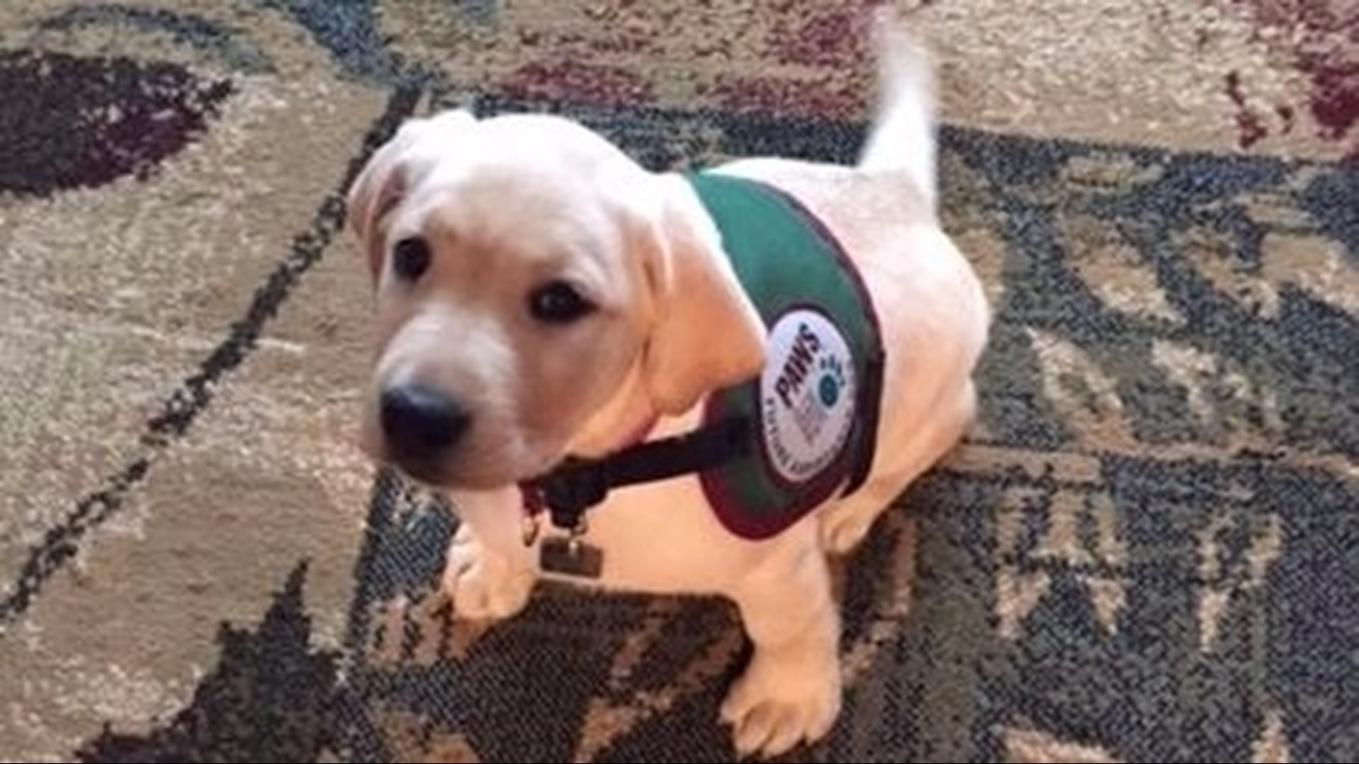 CJ leaves WZZM to continue her Paws With A Cause journey | abc10.com