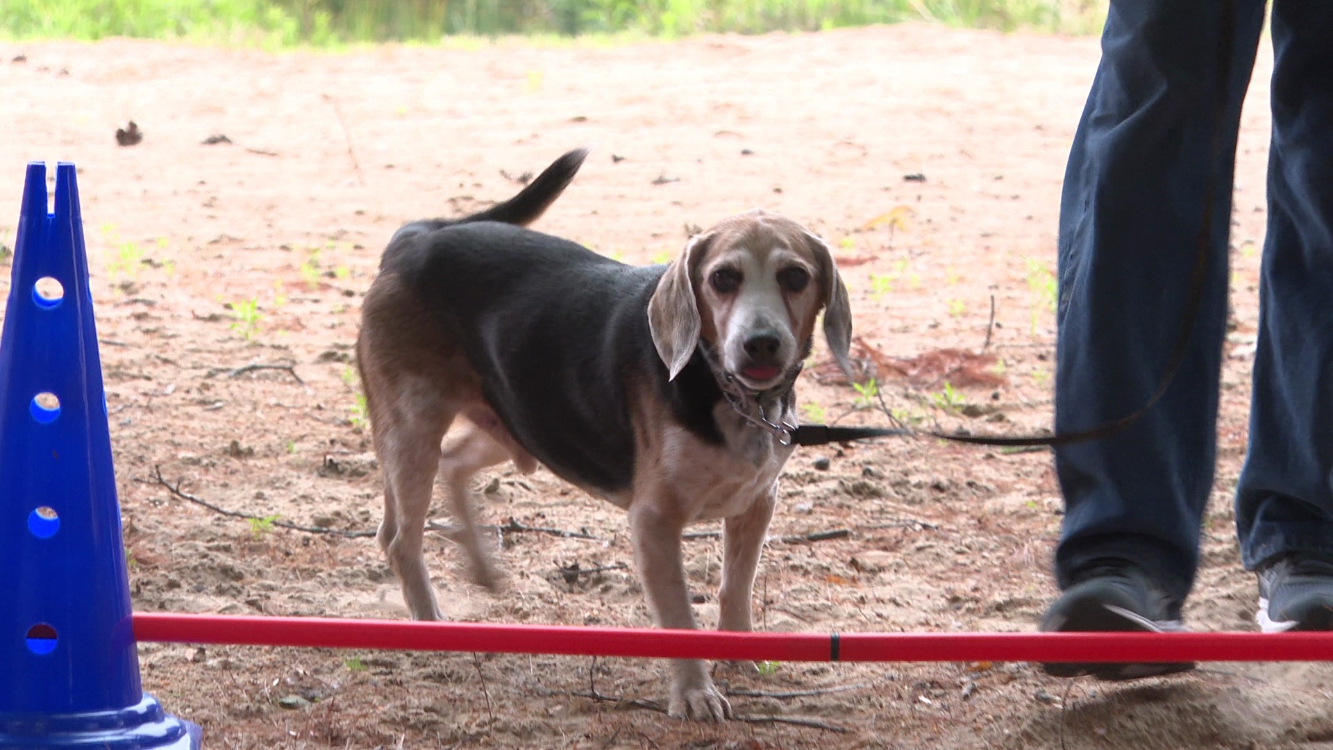 Rescued beagle in Michigan goes from 96 to 33 pounds | abc10.com