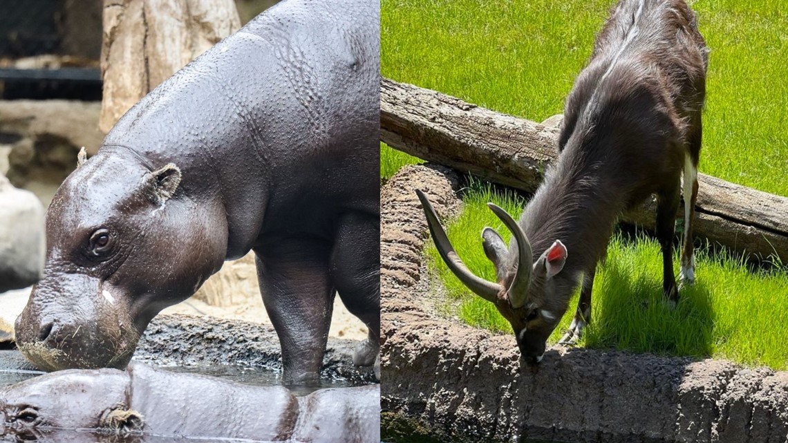 Hippo suddenly attacks, kills sitatunga at John Ball Zoo | abc10.com