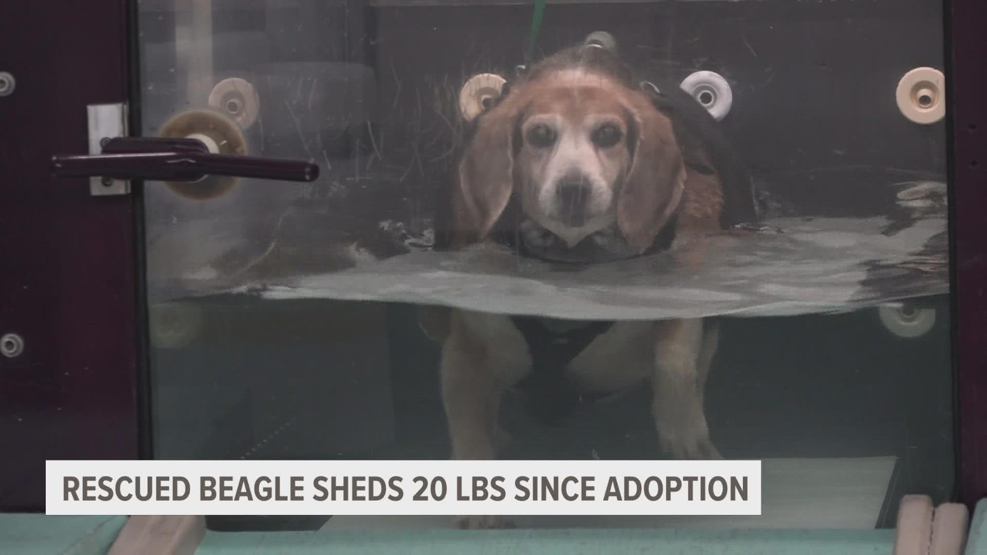 Rescued beagle in Michigan sheds 20 pounds since adoption | abc10.com